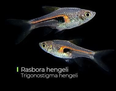 Rasbora Hengeli - Soluções Aquáticas