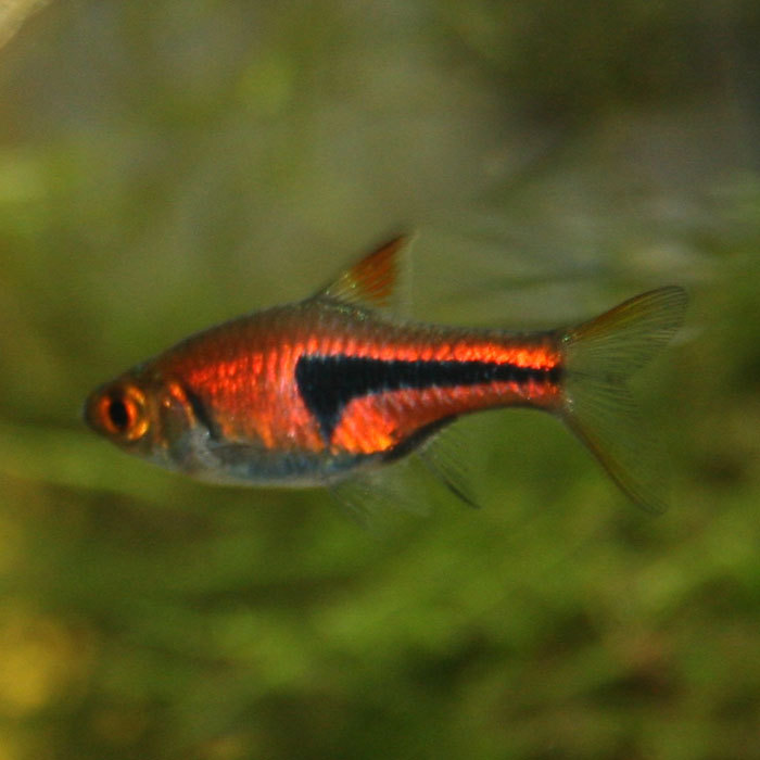 Rasbora Espei - Soluções Aquáticas