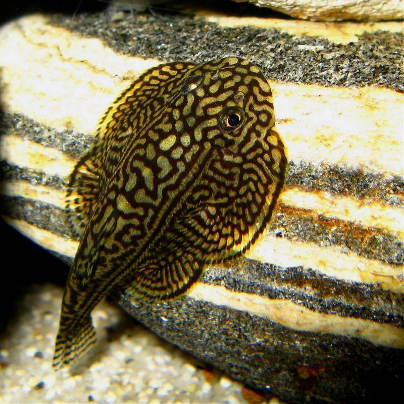 Sewellia Lineolata - Soluções Aquáticas