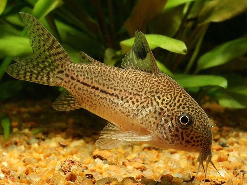 Corydora Julii - Soluções Aquáticas - Loja de Aquariofilia