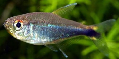 Tetra Metae - Hyphessobrycon Metae - Soluções Aquáticas