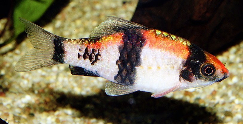 Barbo Panda - Haludaria Fasciata - Soluções Aquáticas