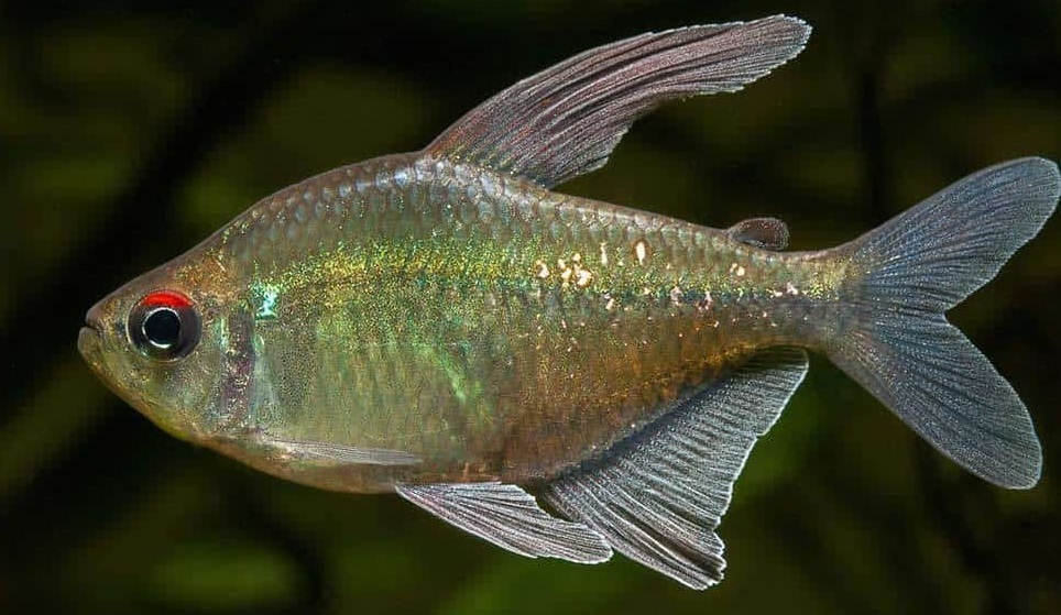 Tetra Diamante - Moenkhausia Pittieri - Soluções Aquáticas