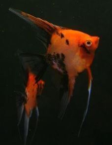 Pterophyllum Scalare Koi Red Devil - Soluciones Acuáticas