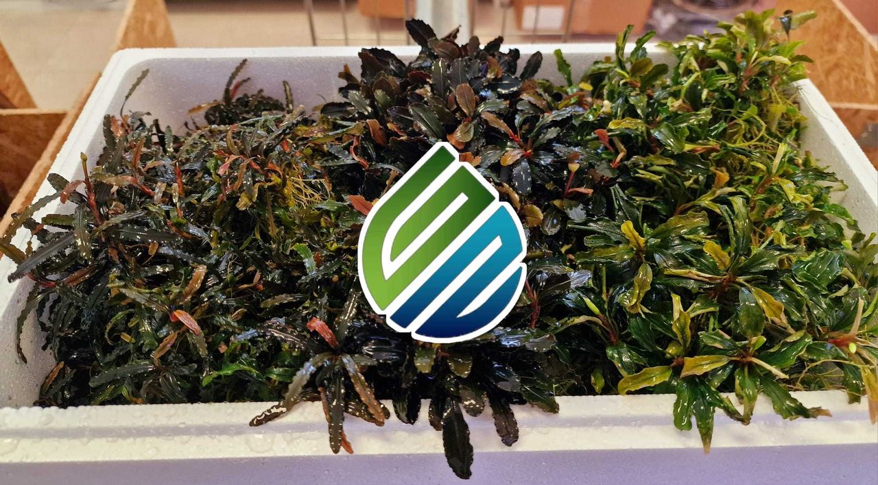Bucephalandra Glazed Nature - Soluções Aquáticas